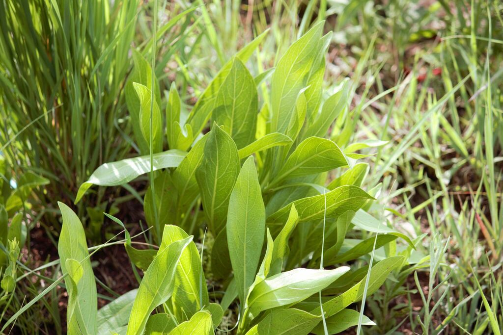 Common Sand Apple from Carletonville, 2499, South Africa on November 29 ...