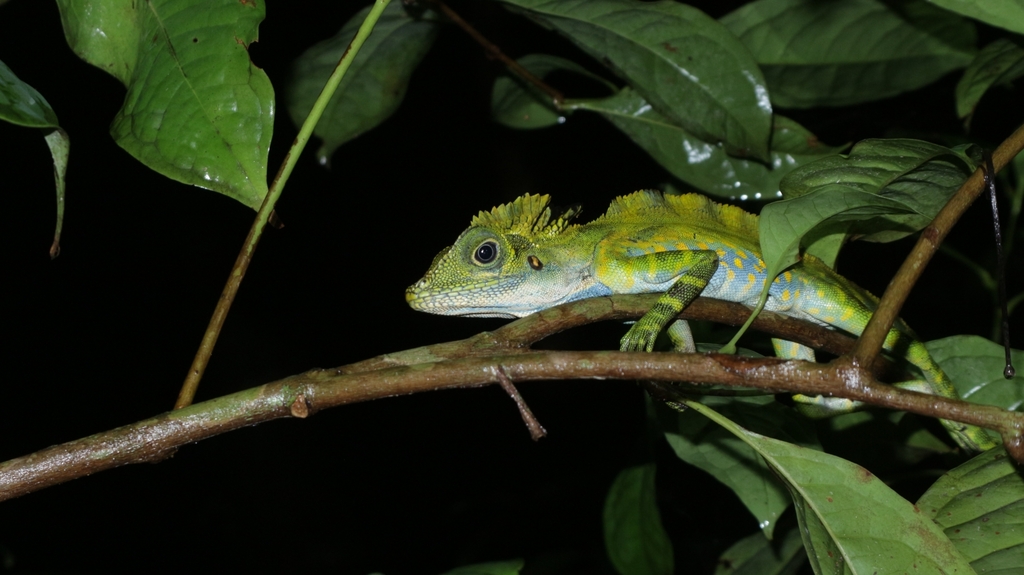 Malayan Crested Lizard from 3Q4M+3WM, Pisak, Kec. Tujuh Belas ...