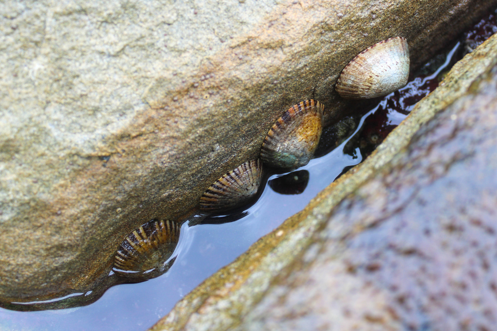 Variegated limpet from Australia on November 24, 2023 at 04:38 PM by ...