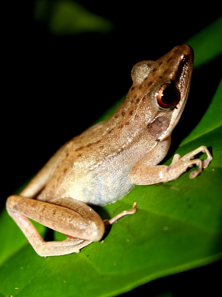 Nicobarese Frog from W865+R6, Punggur Kecil, Kec. Sungai Kakap ...