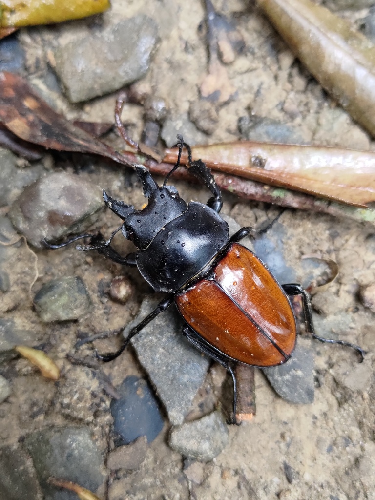 Neolucanus swinhoei from 台灣臺北 on November 25, 2023 at 12:58 PM by mira ...