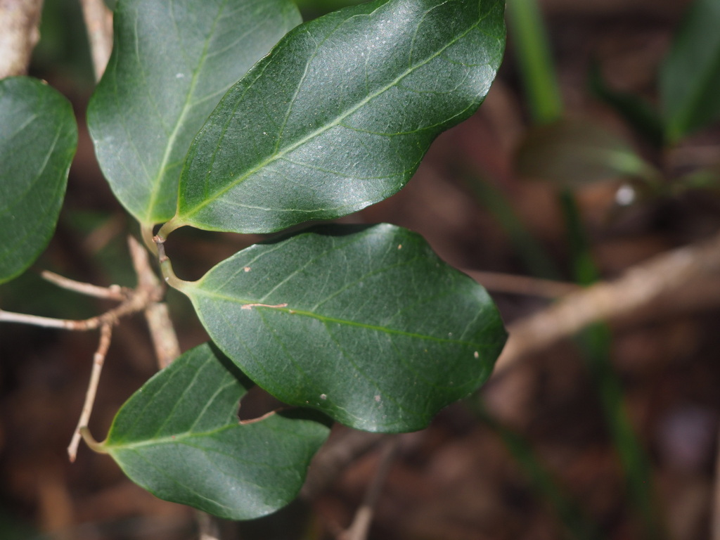 Embelia from Valla NSW 2448, Australia on November 24, 2023 at 04:59 PM by Nathanael Green ...