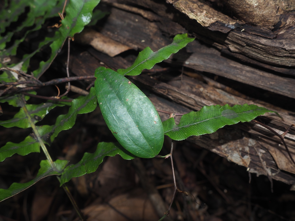Sweet Sarsaparilla from Valla NSW 2448, Australia on November 24, 2023 at 05:01 PM by Nathanael ...