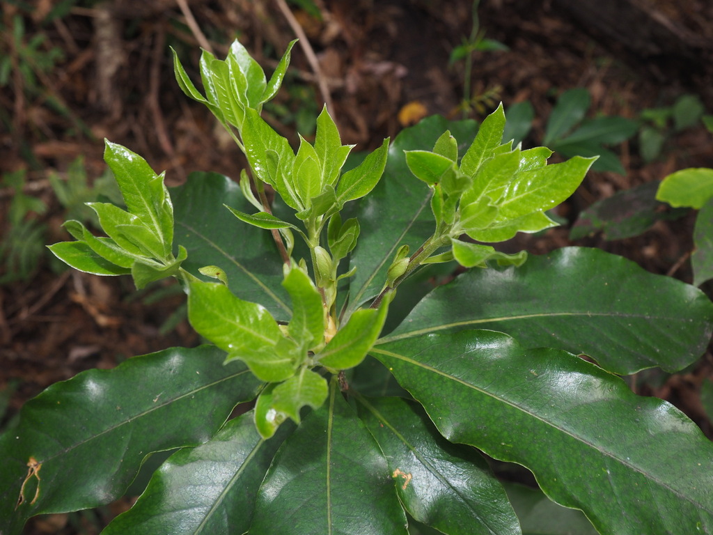 Australian Cheesewood from Valla NSW 2448, Australia on November 24, 2023 at 05:02 PM by ...