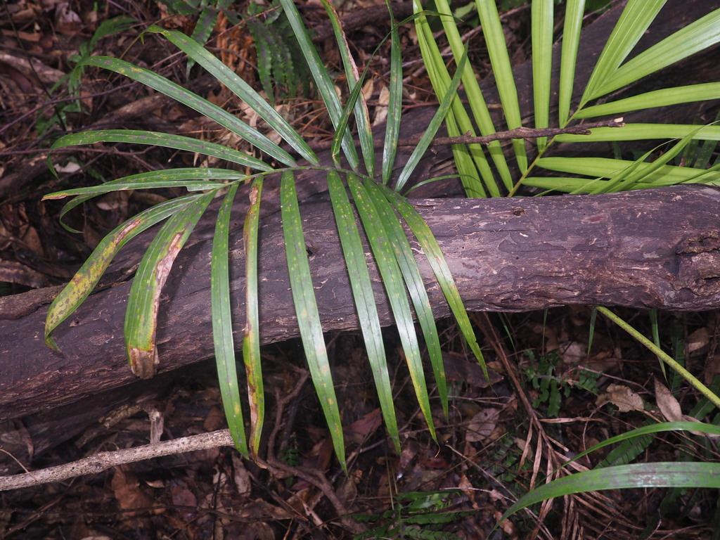 Piccabeen Palm from Valla NSW 2448, Australia on November 24, 2023 at 05:02 PM by Nathanael ...
