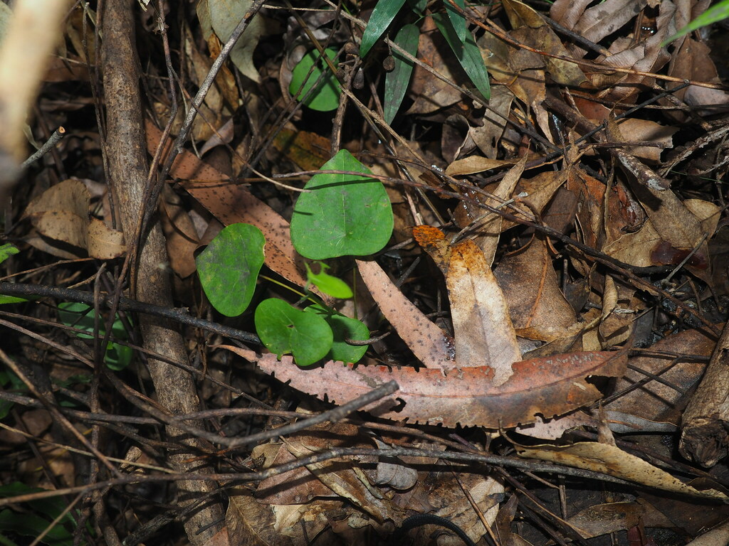 Tapevine from Valla NSW 2448, Australia on November 24, 2023 at 05:04 PM by Nathanael Green ...