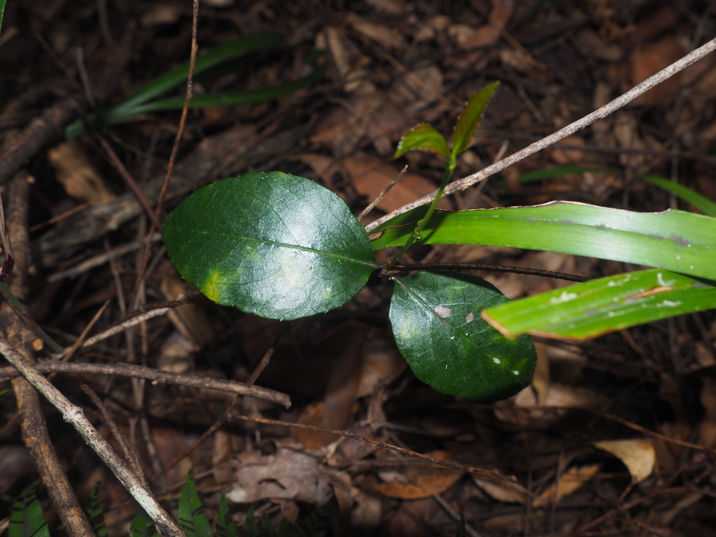 gum vine from Valla NSW 2448, Australia on November 24, 2023 at 05:04 PM by Nathanael Green ...