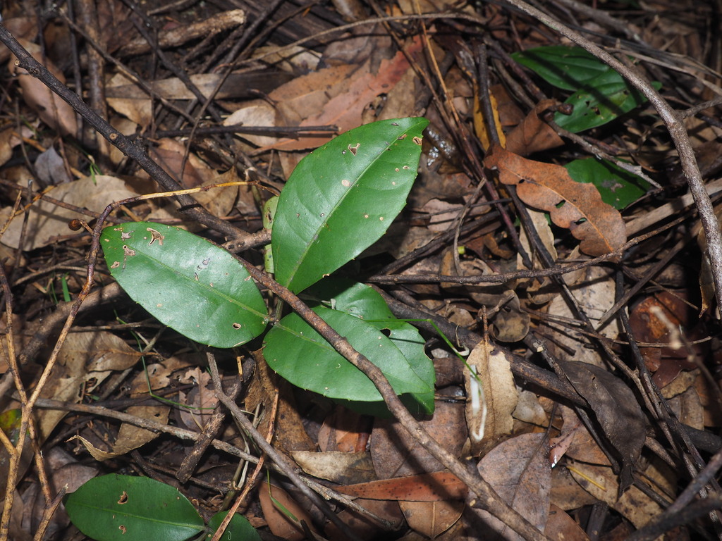 Native Grape from Valla NSW 2448, Australia on November 24, 2023 at 05: ...