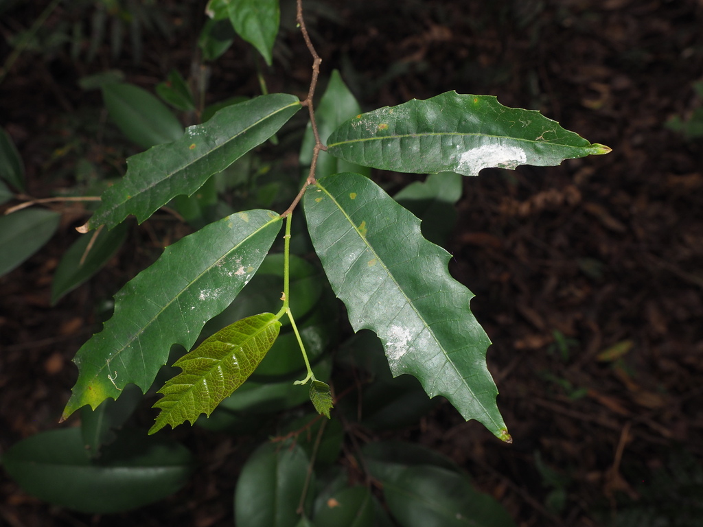 Burnie Vine from Valla NSW 2448, Australia on November 24, 2023 at 05:05 PM by Nathanael Green ...