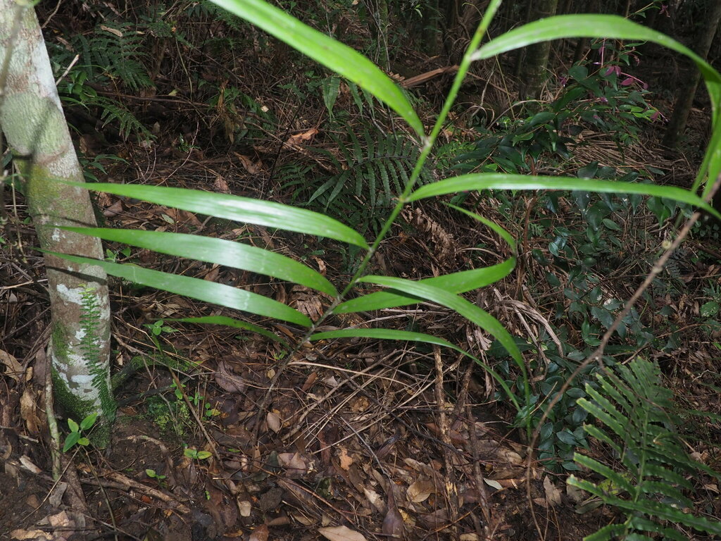Indian Bushcane from Valla NSW 2448, Australia on November 24, 2023 at 05:06 PM by Nathanael ...