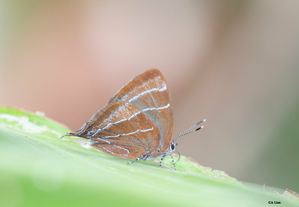 Ianusanta ianusi from Topo, Ecuador on November 13, 2023 at 04:38 PM by ...