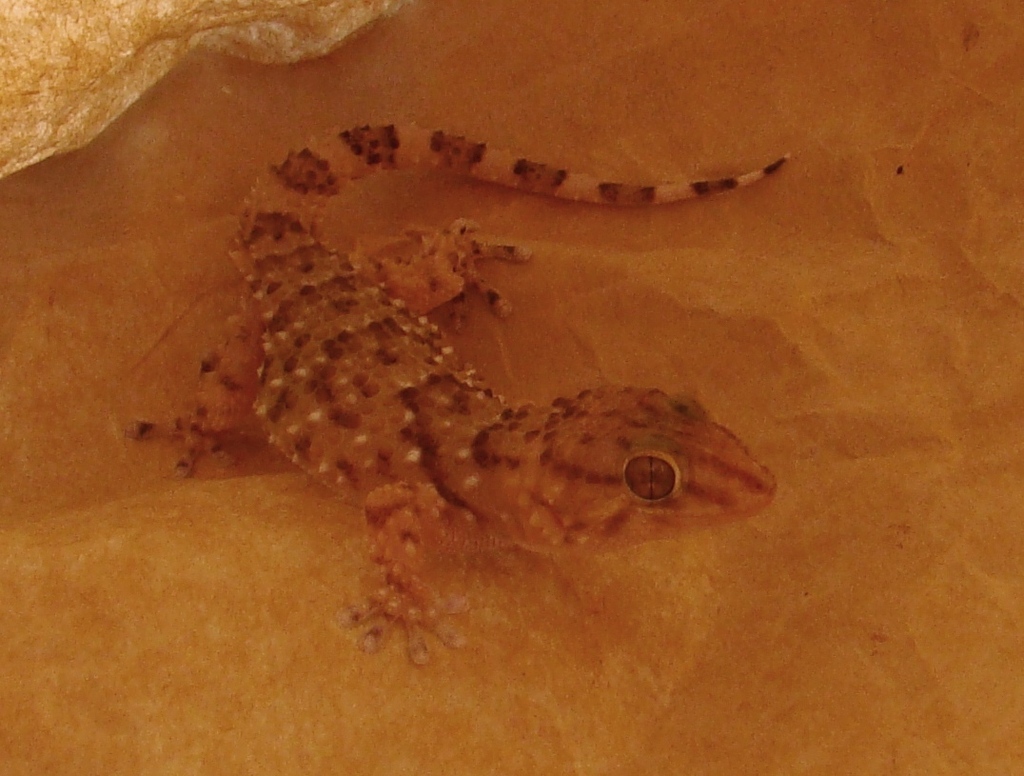 Bibron's Thick-toed Gecko from Ladismith, 6655, South Africa on ...