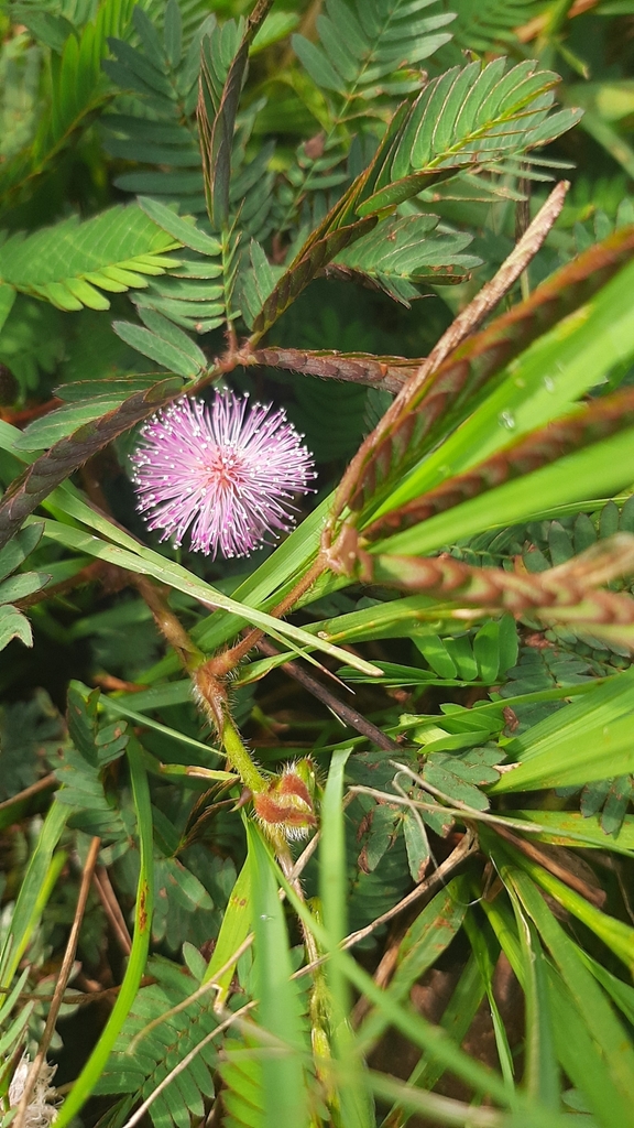 Sensitive Plant from Inanda Farm, Iqadi, 4309, South Africa on November ...