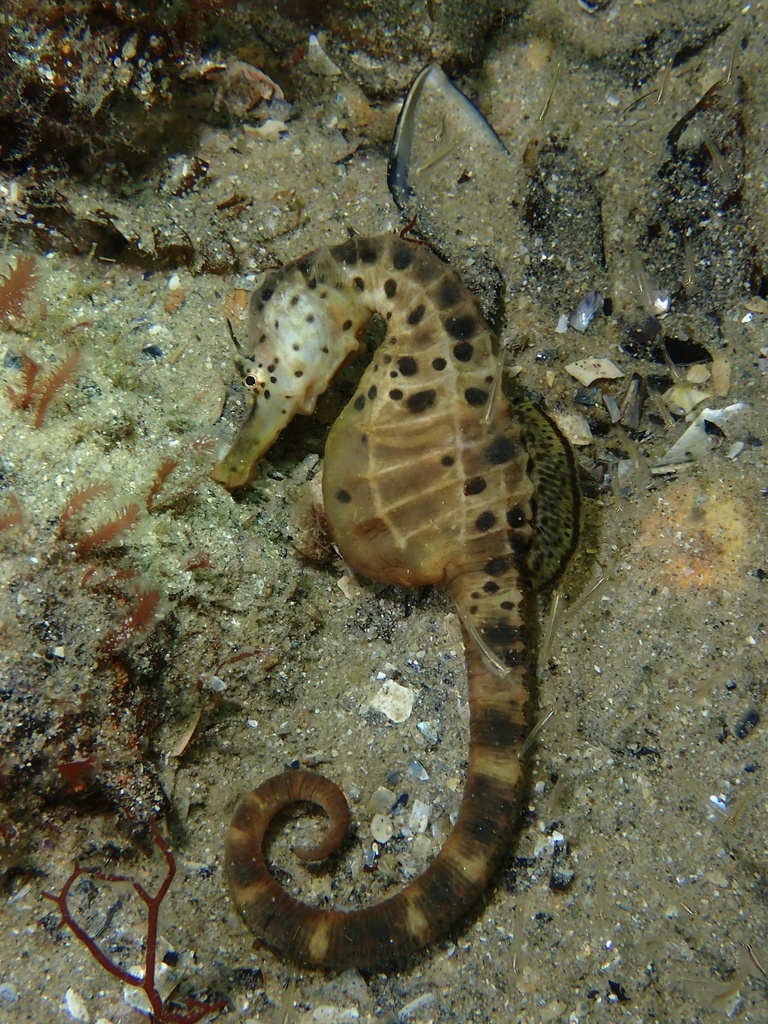 Bigbelly Seahorse from Rye Pier, Rye, VIC, AU on November 25, 2023 at ...