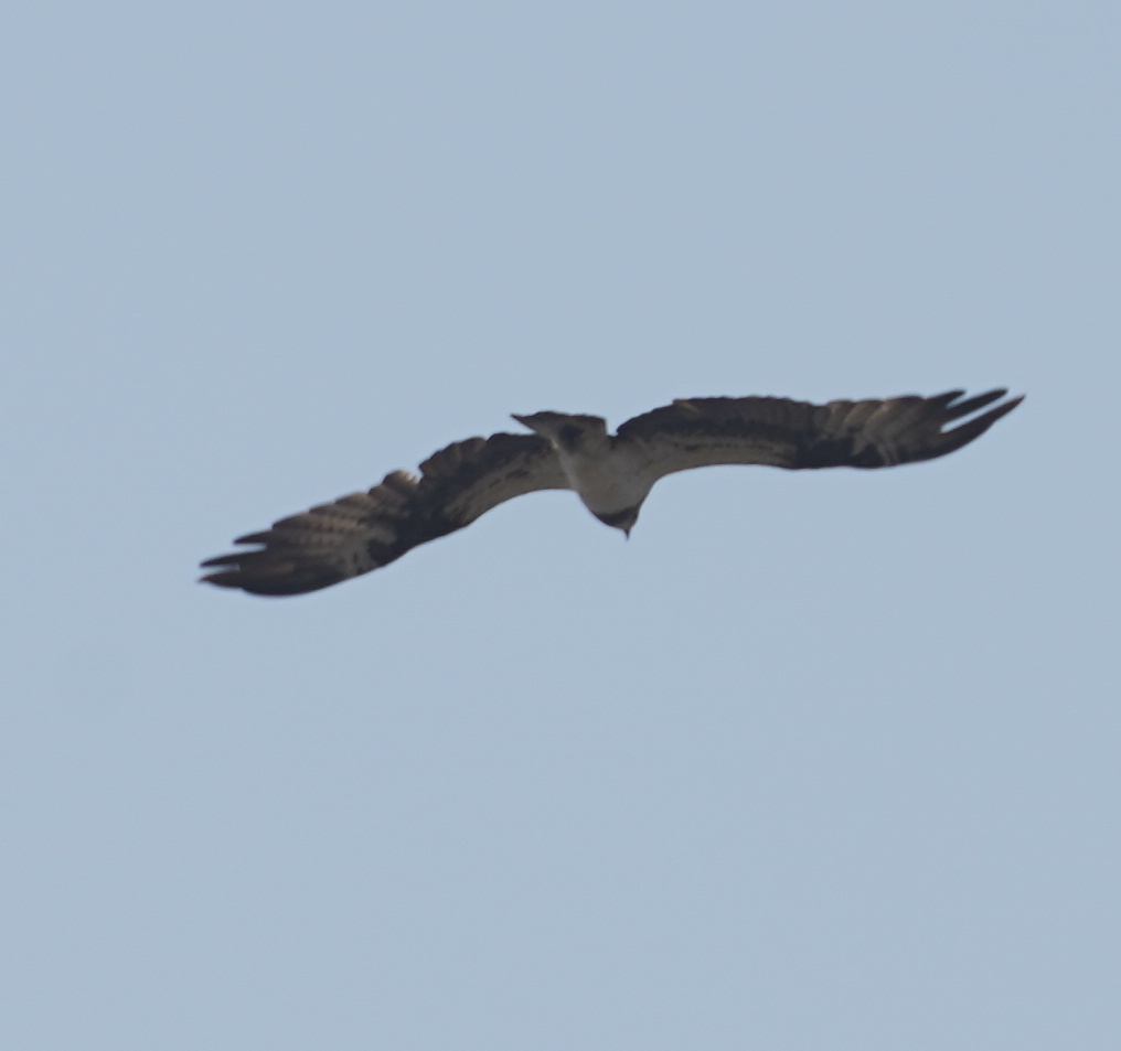 Osprey from Pudong, Szanghaj, Chiny on November 27, 2023 at 12:33 PM by ...