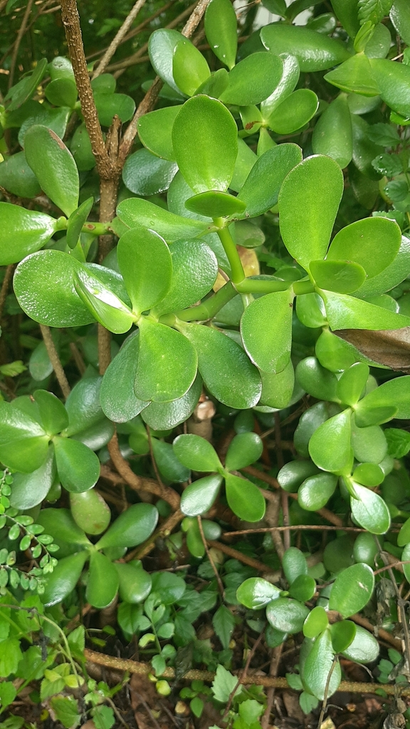jade plant from Inanda Farm, Iqadi, 4309, South Africa on November 27 ...