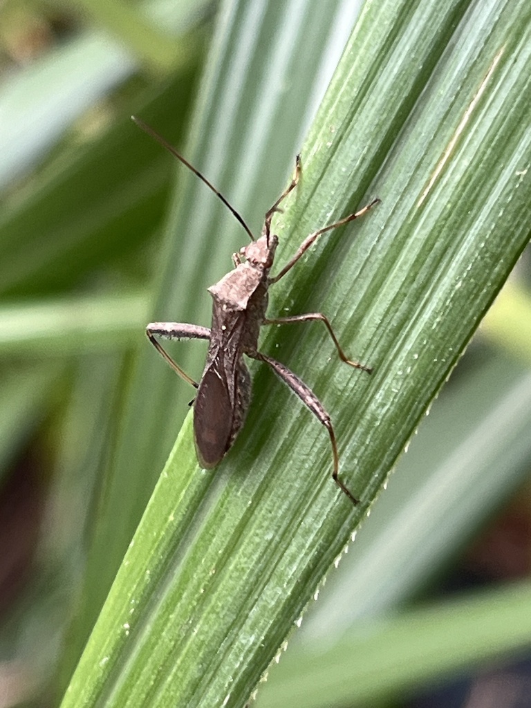 Riptortus pedestris in November 2023 by Nakatada Wachi · iNaturalist