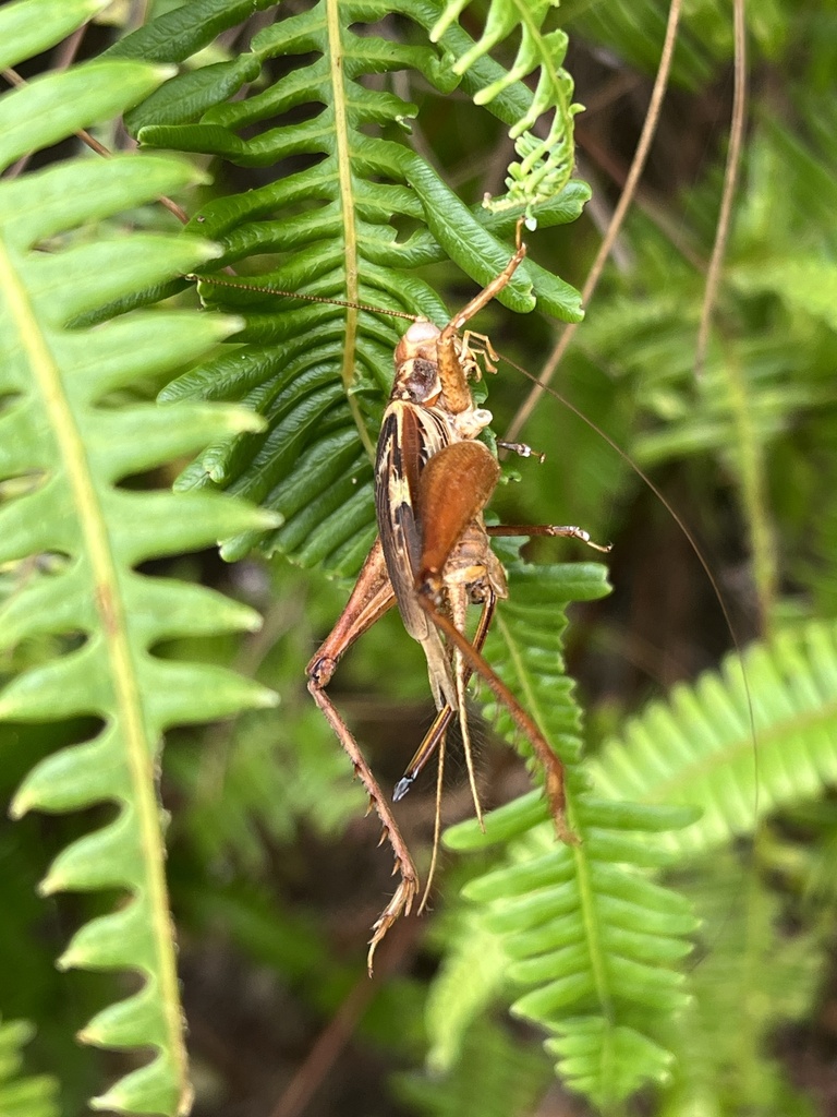 Cardiodactylus guttulus in November 2023 by Nakatada Wachi · iNaturalist