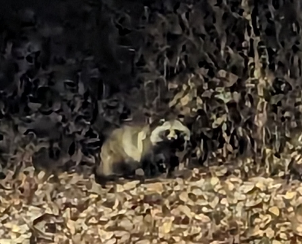 Mainland Raccoon Dog from Dongducheon-si, Gyeonggi-do, South Korea on ...