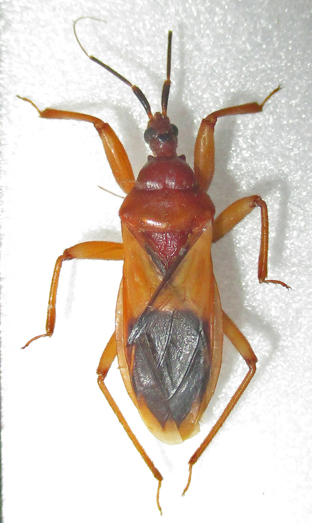 Assassin Bugs from Serowe Botswana on November 27, 2023 by Botswanabugs ...