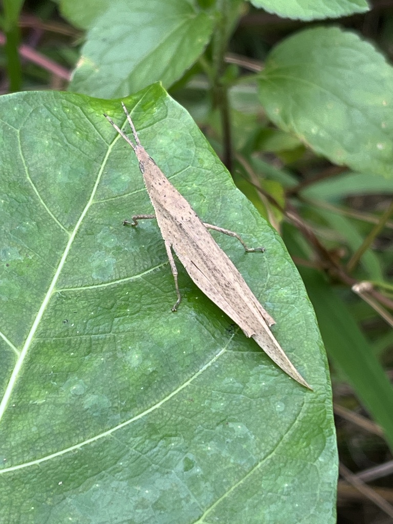 Atractomorpha sinensis sinensis in November 2023 by Nakatada Wachi ...