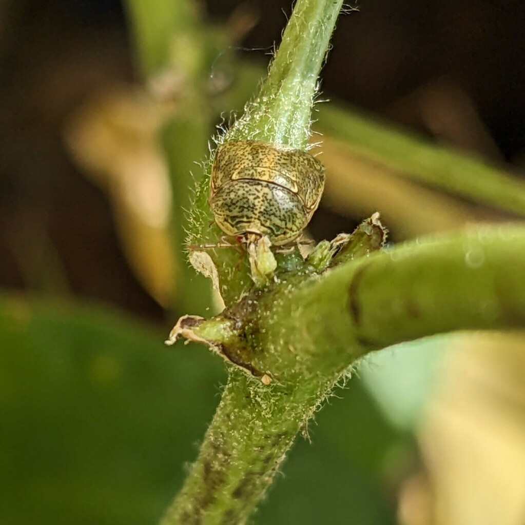 Kudzu Bug from Stage 2, BTM 2nd Stage, Bengaluru, Karnataka, India on ...