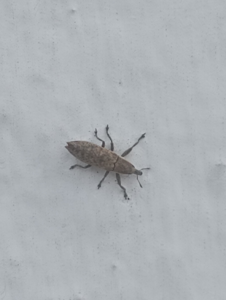 Gasteroclisus augurius from 2080 Almeirim, Portugal on November 9, 2023 ...