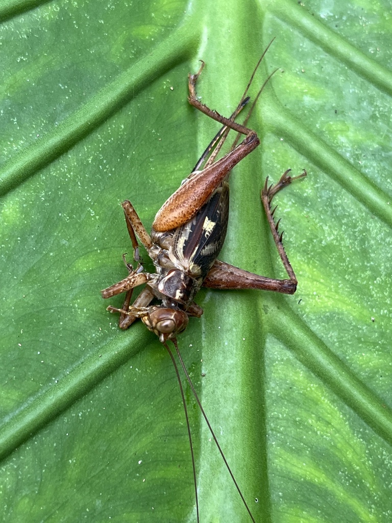 Cardiodactylus guttulus in November 2023 by Nakatada Wachi · iNaturalist