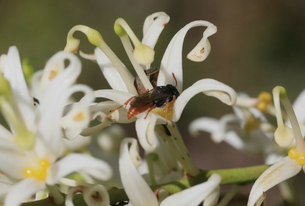 Square-headed Wasps, Sand Wasps, and Allies from Sherwood NSW 2450 ...