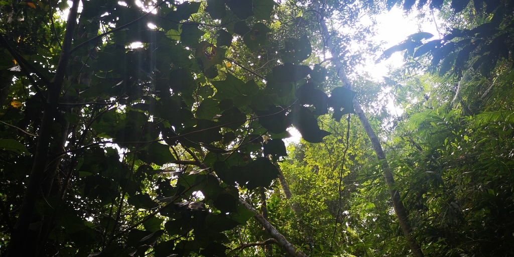 Chunia bucklandioides in November 2023 by Chao Shi · iNaturalist