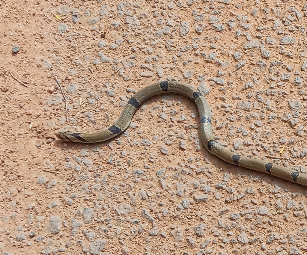Banded kukri snake from Manithara, Kerala 680541, India on November 29 ...