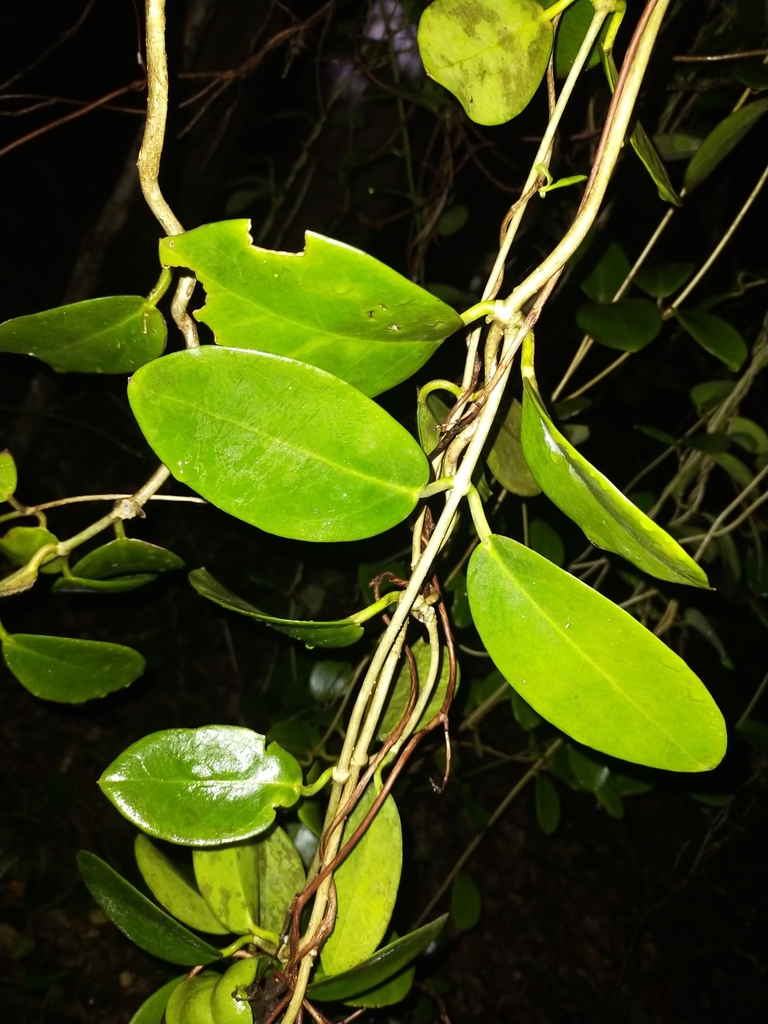 native hoya from Iluka NSW 2466, Australia on November 24, 2023 at 09: ...