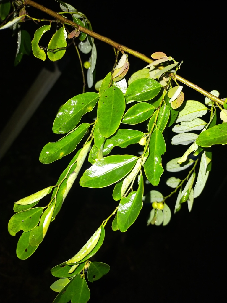coffee bush from Iluka NSW 2466, Australia on November 24, 2023 at 09: ...