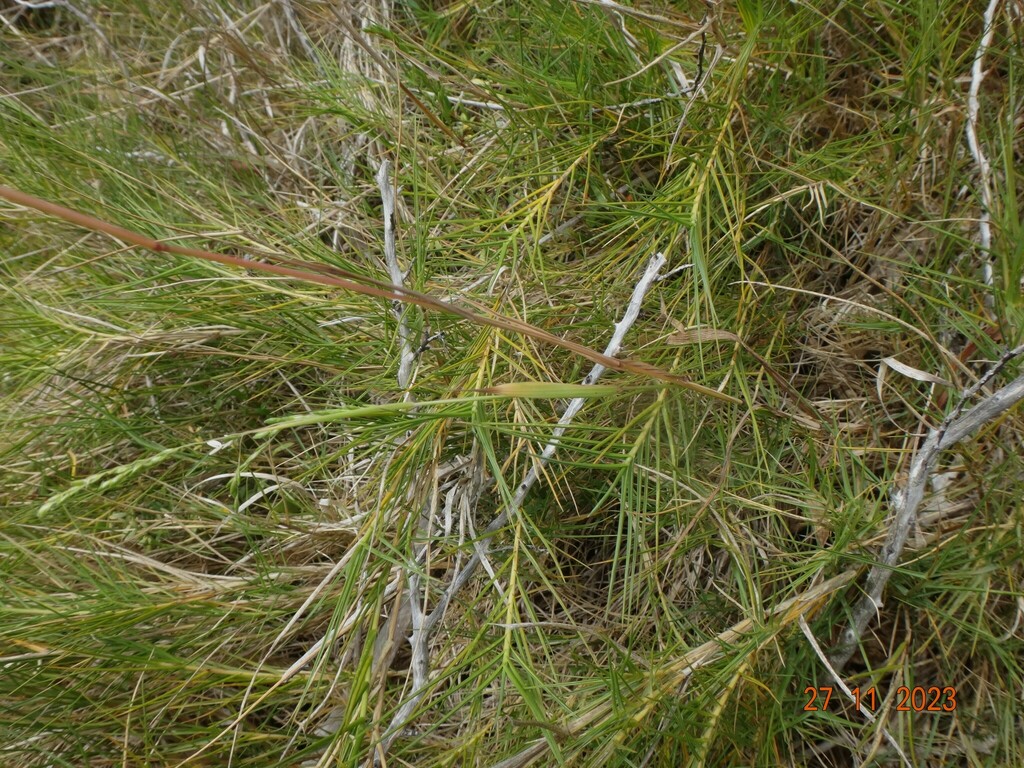 Australian Salt-grass from St Leonards VIC 3223, Australia on November ...