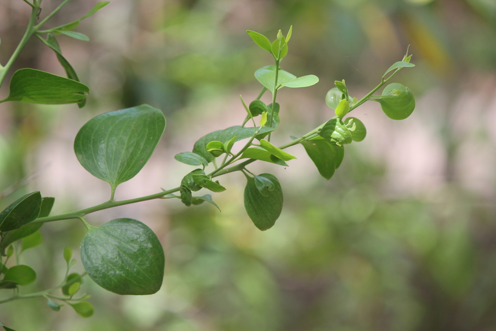 Broad Leaved Native Cherry from Litchfield - Pt B, Northern Territory ...