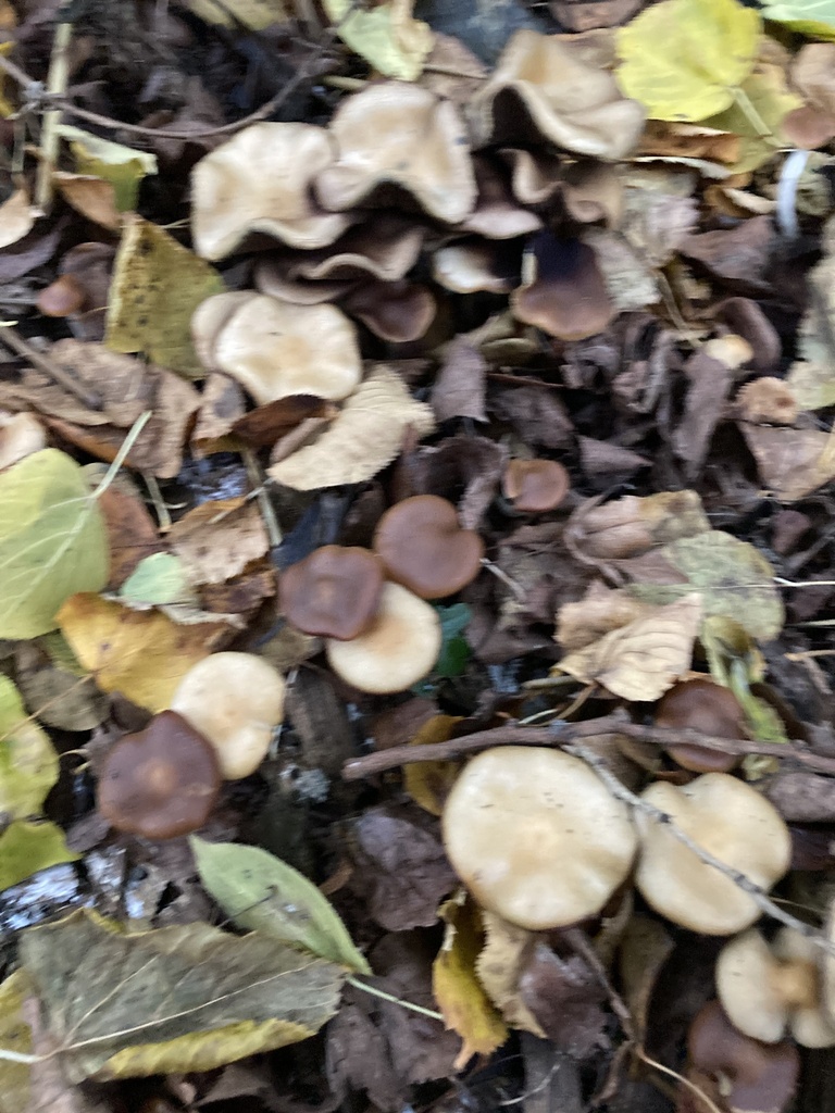 Wavy Cap in November 2023 by donaldfagen · iNaturalist