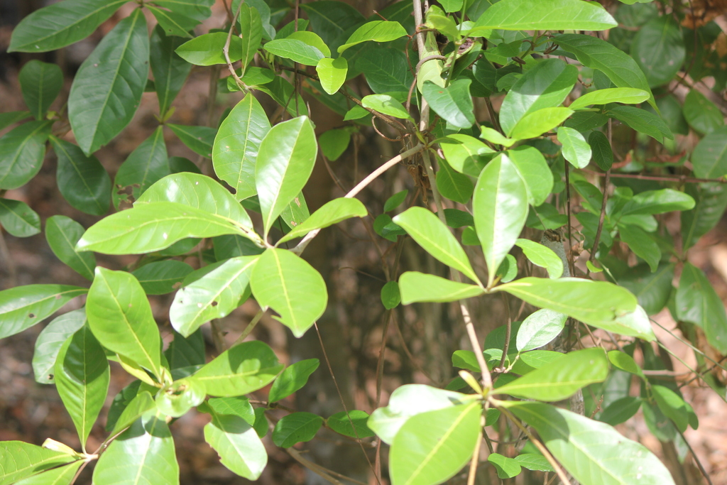 Terminalia microcarpa from Litchfield - Pt B, Northern Territory ...