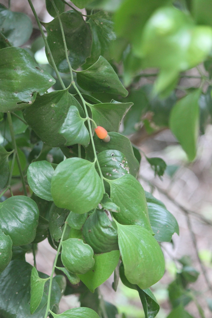 Broad Leaved Native Cherry from Litchfield - Pt B, Northern Territory ...