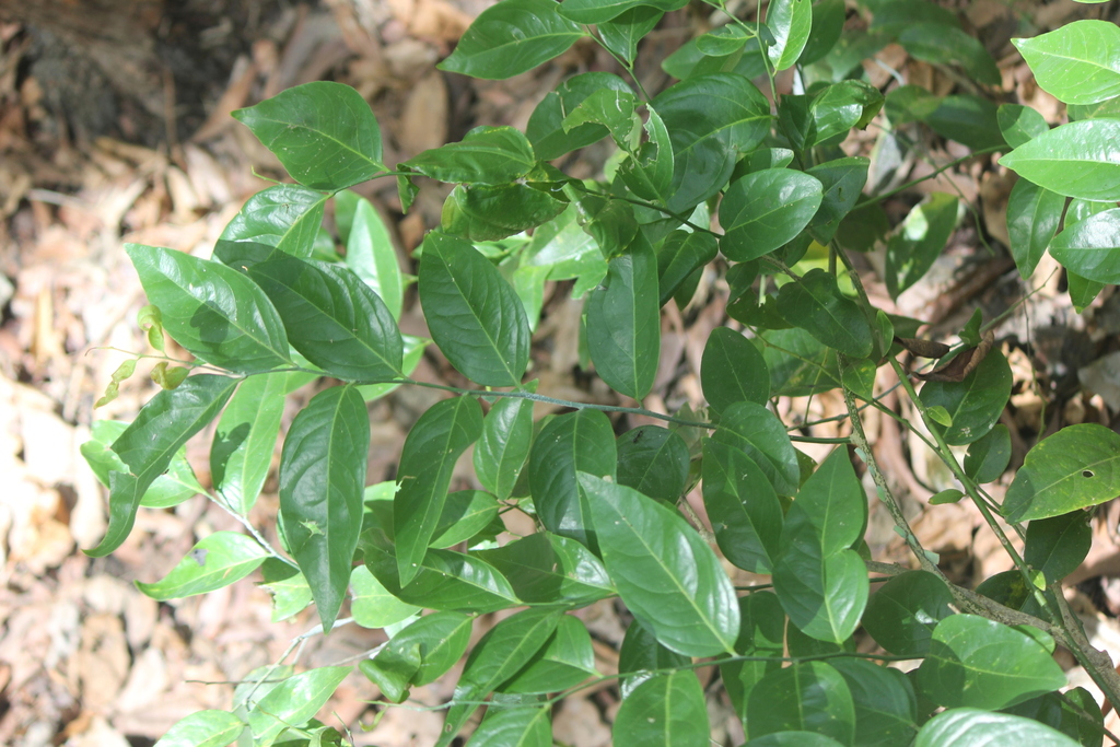 Opilia amentacea from Litchfield - Pt B, Northern Territory, Australia ...