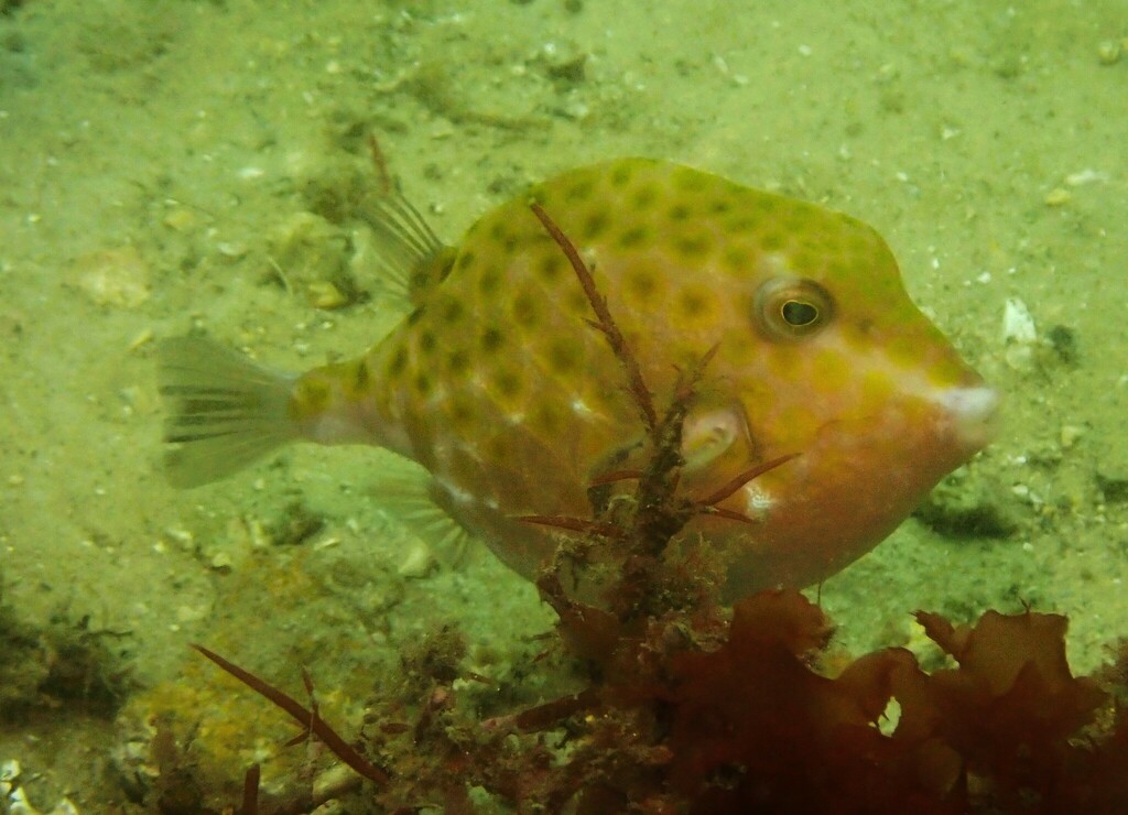 Eastern Smooth Boxfish from Port Stephens NSW 2319, Australia on ...