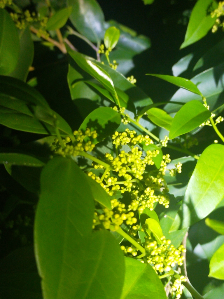 Claoxylon australe from Iluka NSW 2466, Australia on November 24, 2023 at 09:24 PM by cesdamess ...