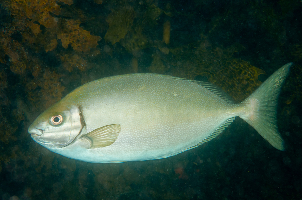 Black Rabbitfish from "Between Shelly Beach and Fairy Bower, Manly, NSW ...