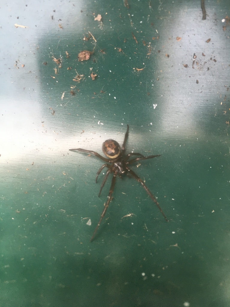 Noble False Widow from Pudding Lane, Chigwell, England, GB on 29 ...