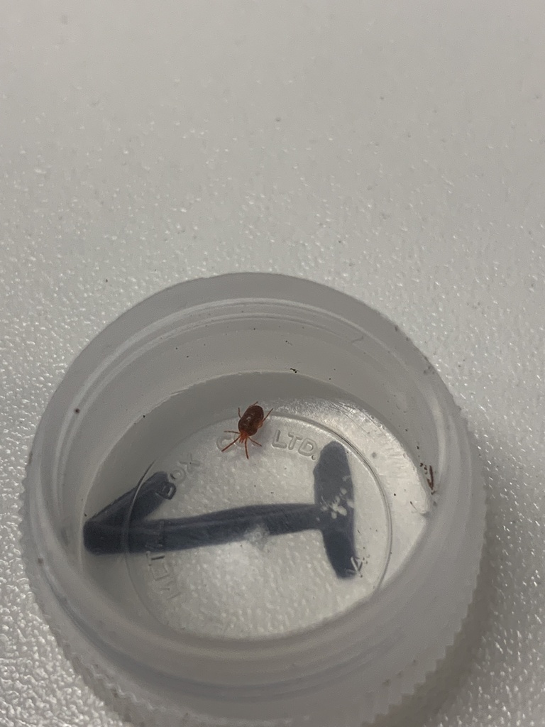 European Red Mite from Sarson Lane, Andover, England, GB on November 29 ...