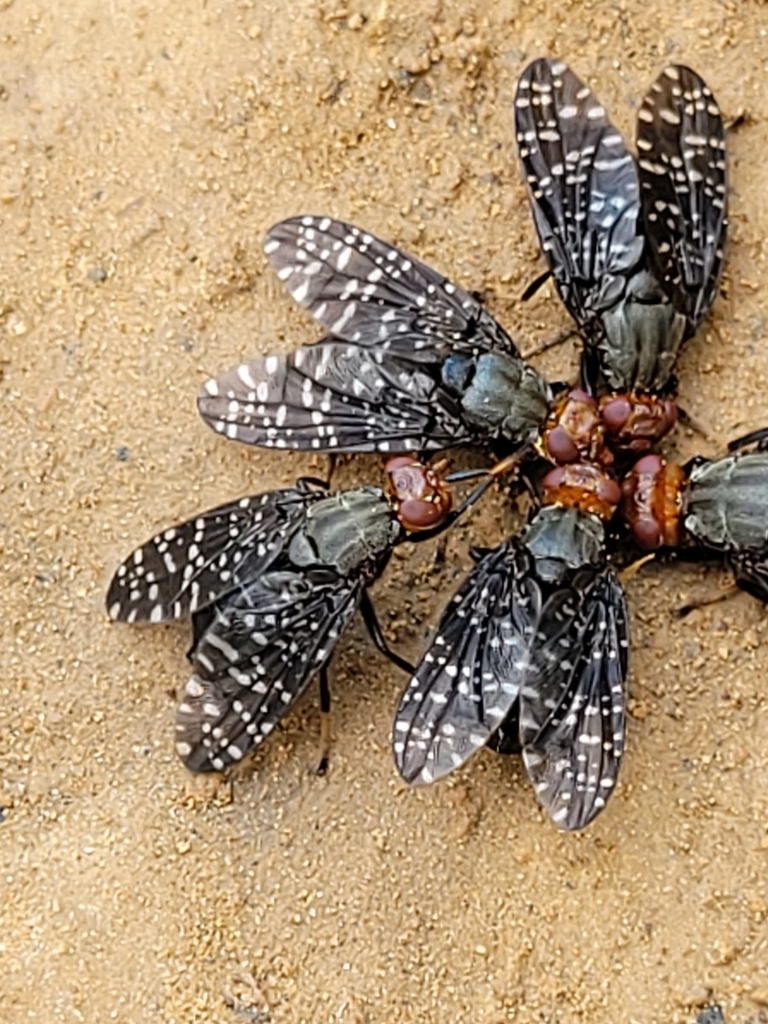 Signal Flies from Chingola, ZM-CO, ZM on 28 November, 2023 at 02:58 PM ...