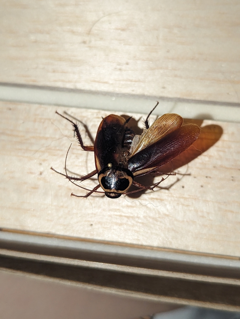 Australian Cockroach from Mango Hill QLD 4509, Australia on November 29 ...