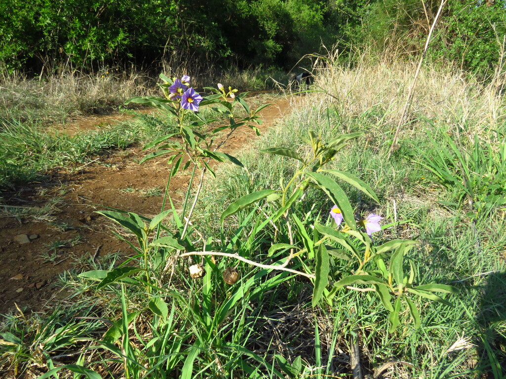 bitter-apple from Bulawayo golf course - E of Winnies Way, Zimbabwe on ...