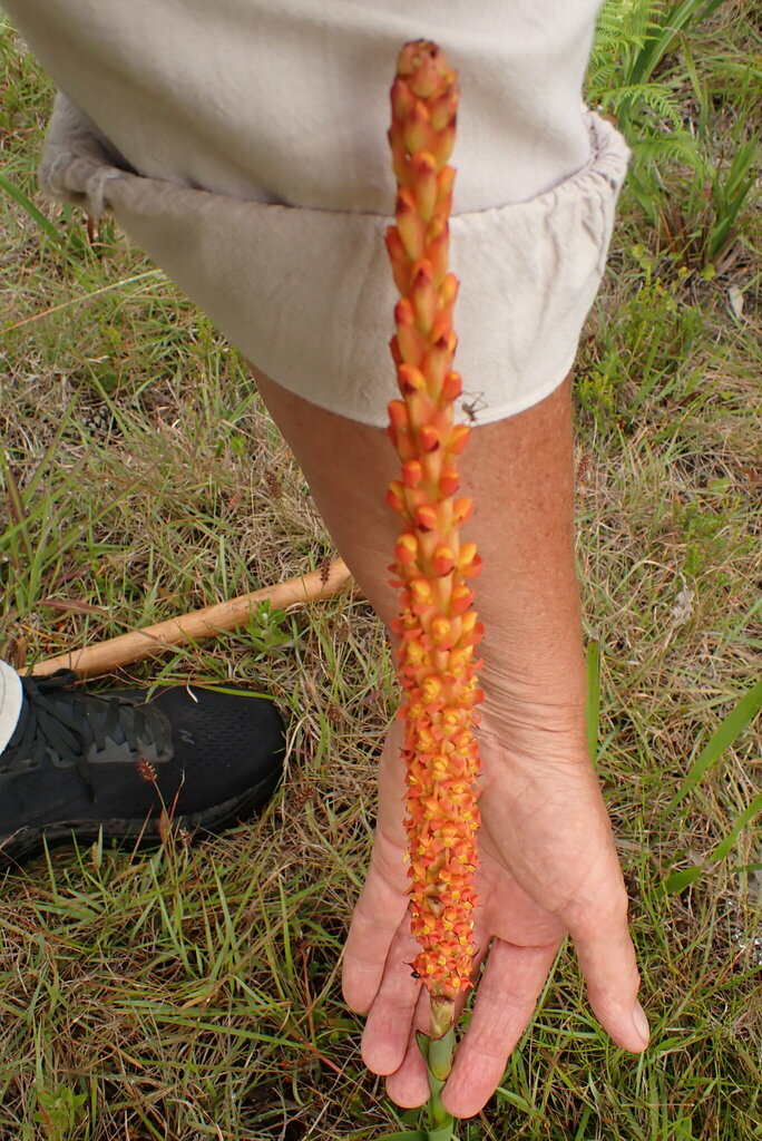 Torch Orchid from Coldstream, Eastern Cape on November 24, 2023 at 03: ...