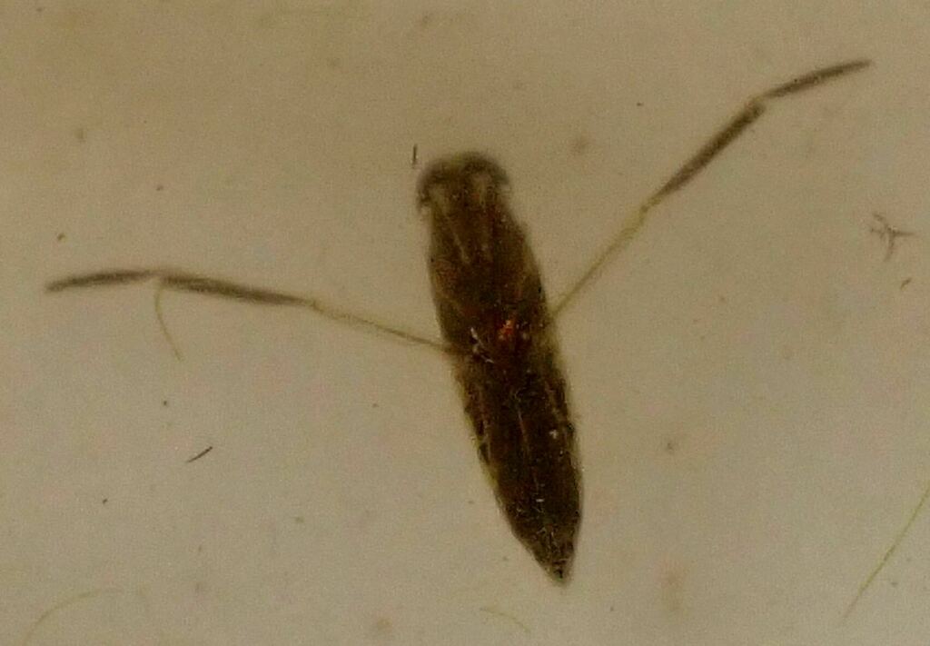 Common Backswimmers from Guanaba Creek, Guanaba QLD 4210, Australia on ...