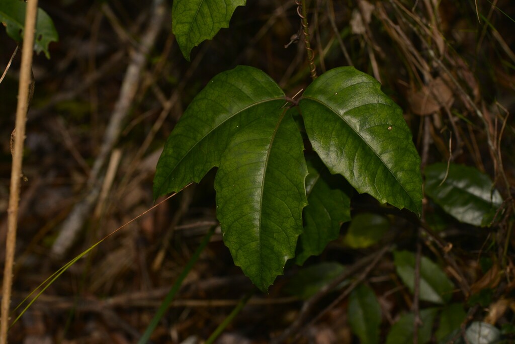 Native Grape from Bucca NSW 2450, Australia on November 24, 2023 at 04: ...